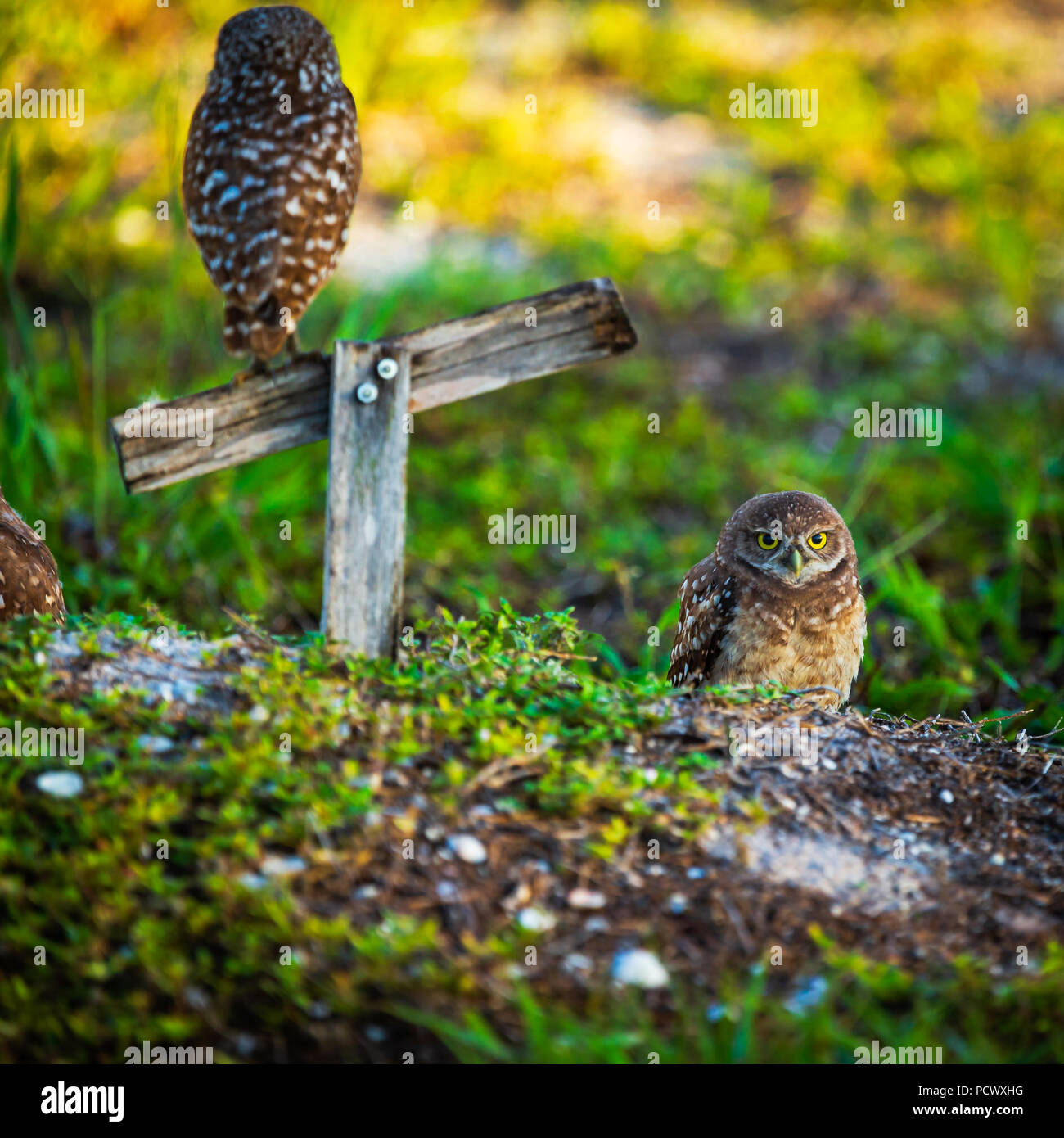 Florida Burrowing Owl Stock Photo - Alamy