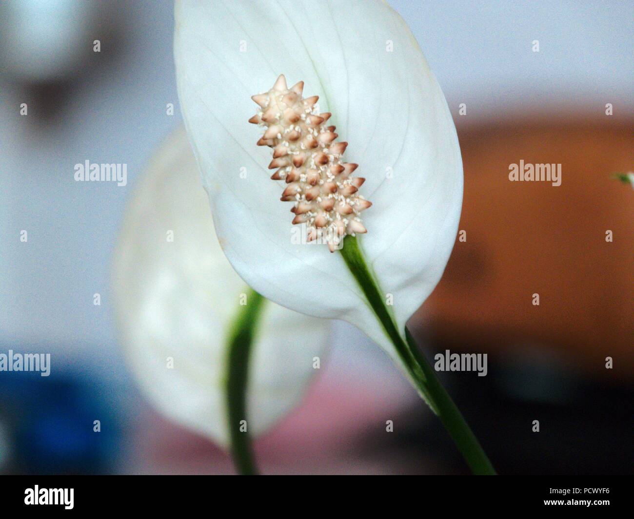 Peace lily, flowering spathe Stock Photo - Alamy