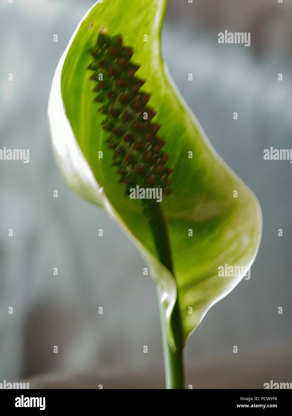 Peace lily, flowering spathe Stock Photo - Alamy