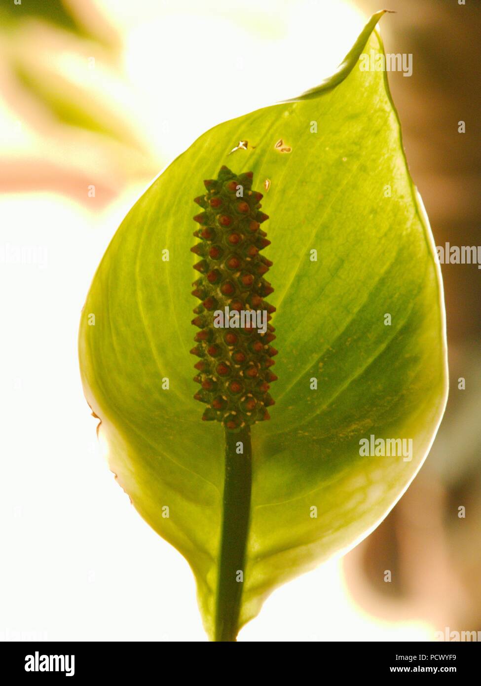 Peace lily, flowering spathe Stock Photo - Alamy