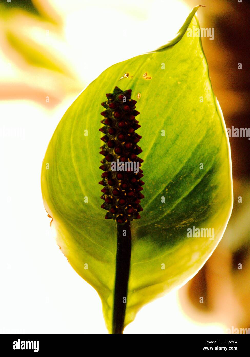 Peace lily, flowering spathe Stock Photo - Alamy