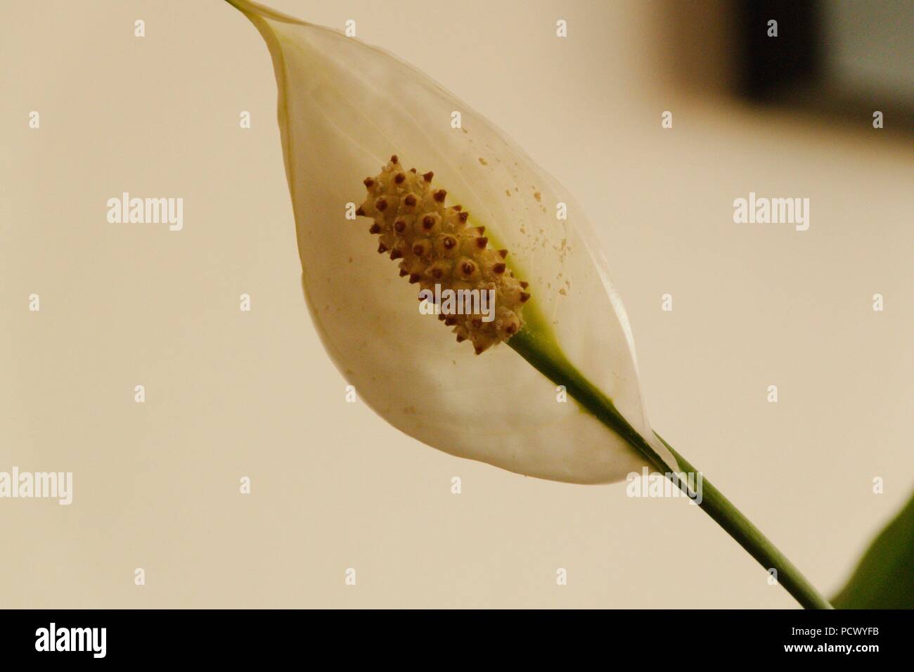 Peace lily, flowering spathe Stock Photo - Alamy