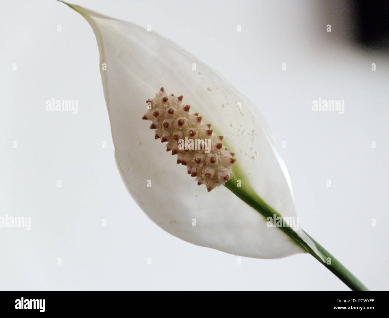 Peace lily, flowering spathe Stock Photo - Alamy