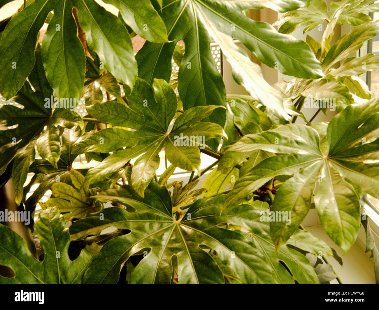 Castor oil plant leaves, background image Stock Photo - Alamy