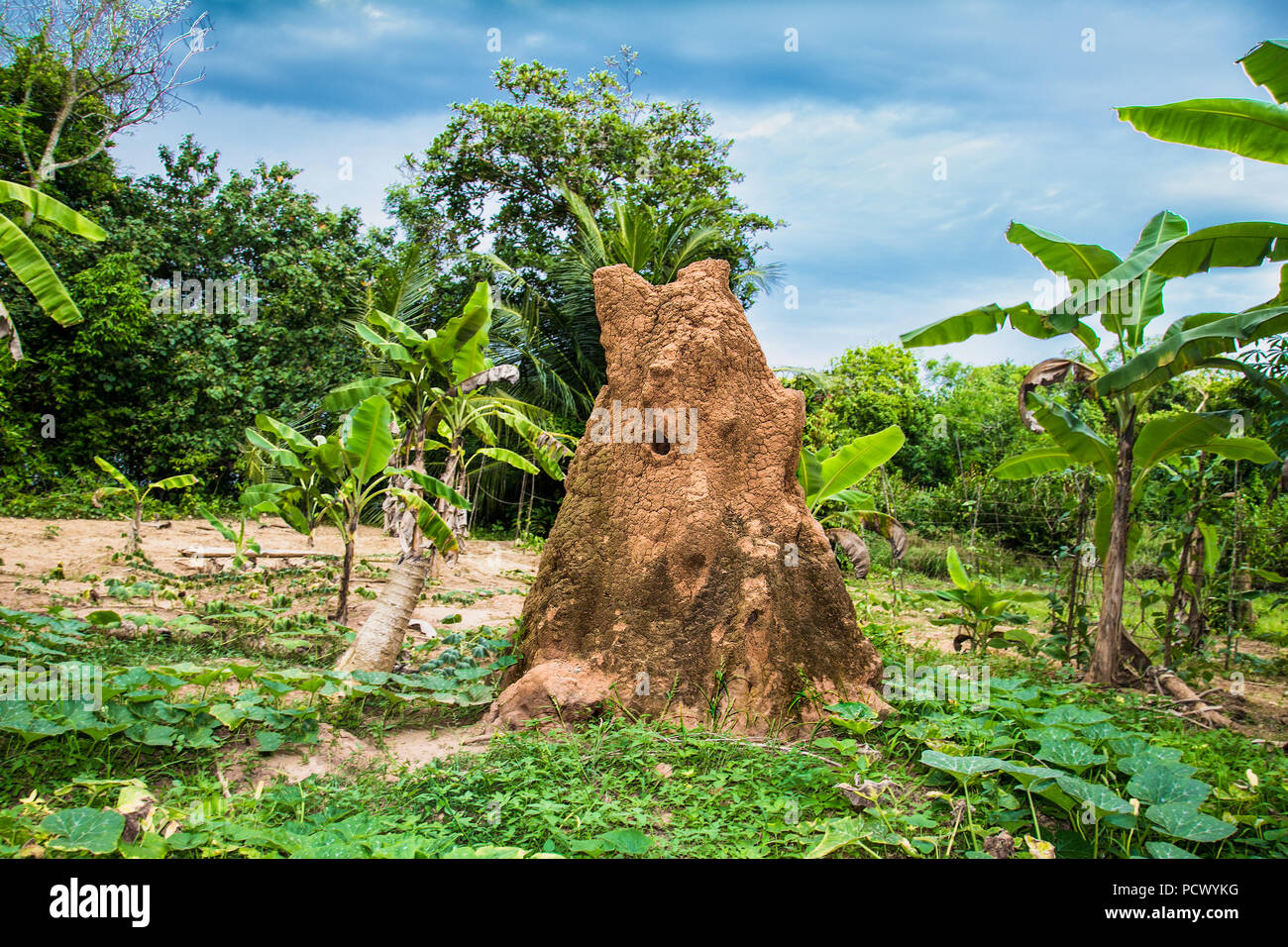 Big termites nest hi-res stock photography and images - Alamy