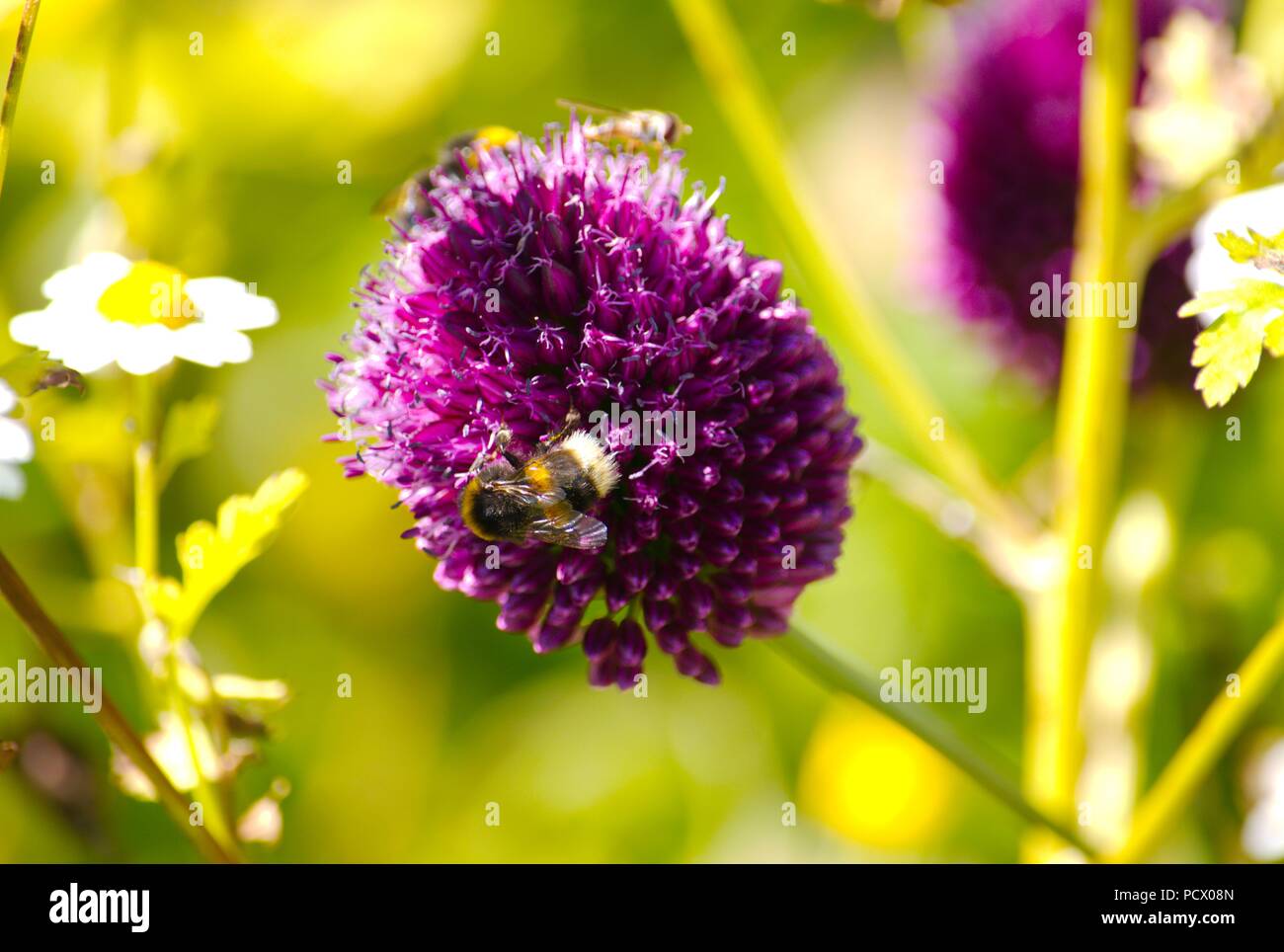 Allium pollinated by bees Stock Photo - Alamy