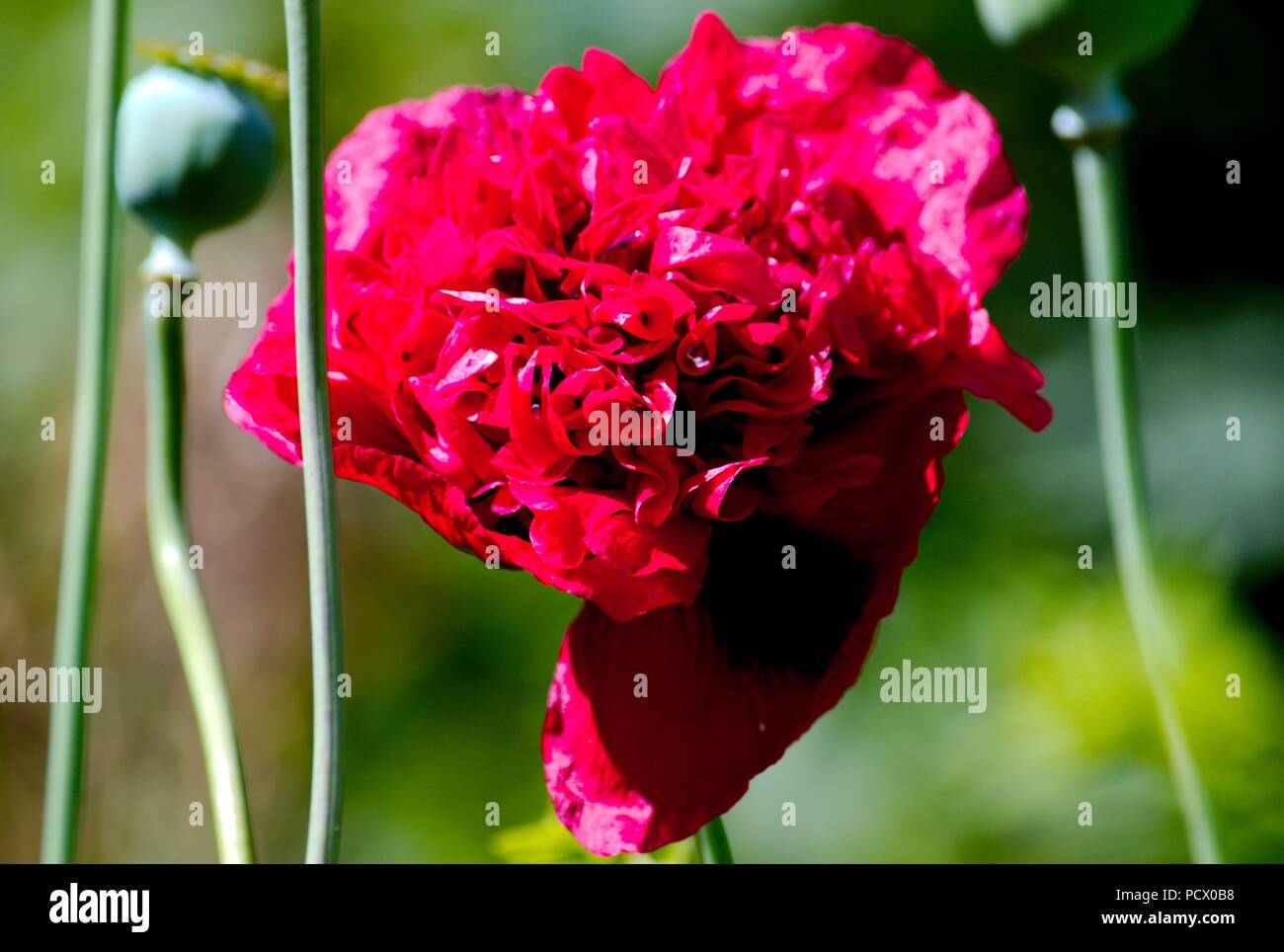 Double flower opium poppy Stock Photo - Alamy