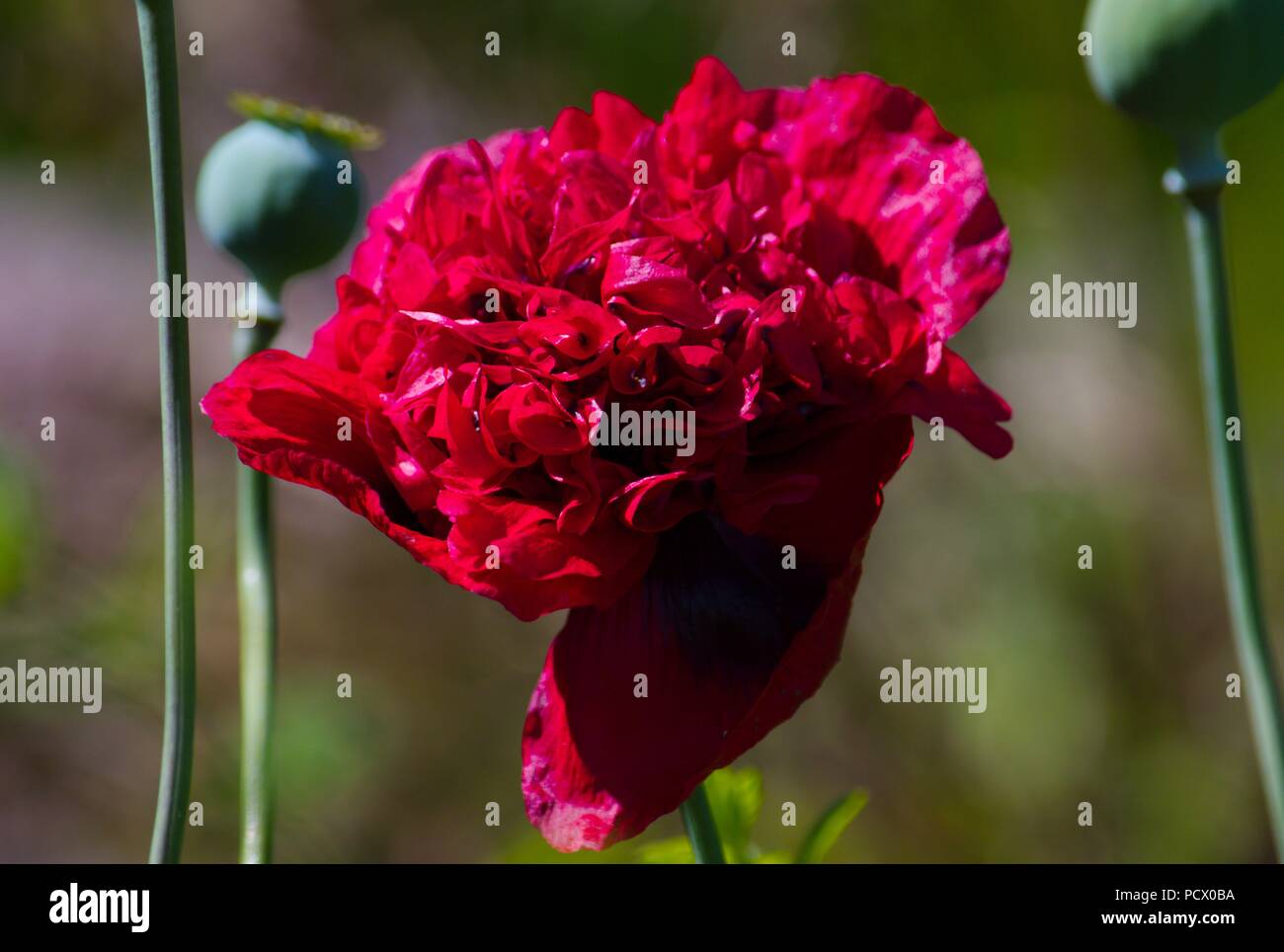 Double flower opium poppy Stock Photo - Alamy