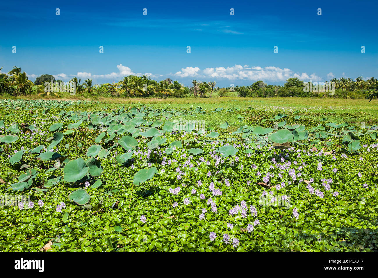 Freshwater swamp ecosystem hi-res stock photography and images - Alamy