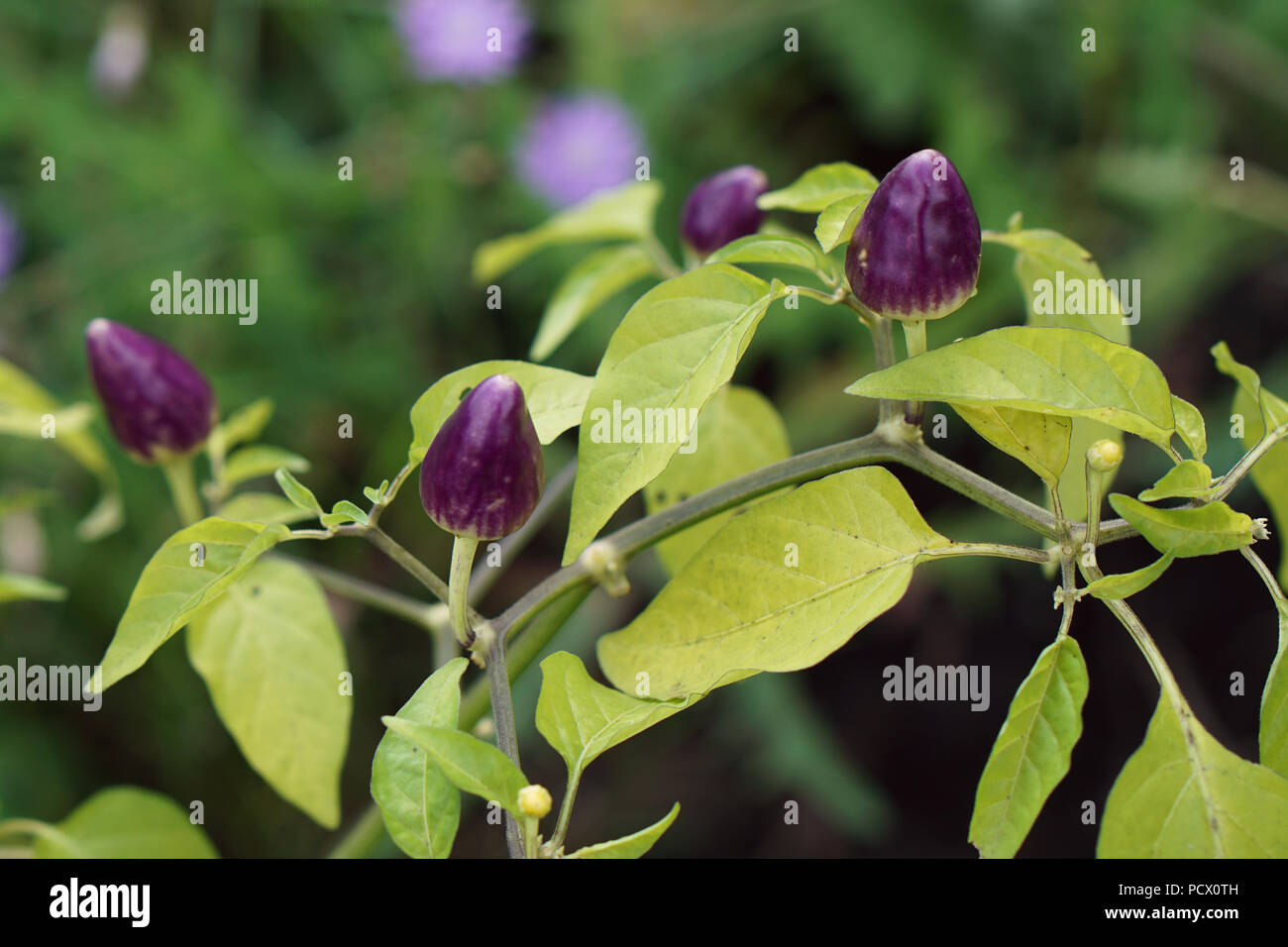 Young chili plants hi-res stock photography and images - Alamy
