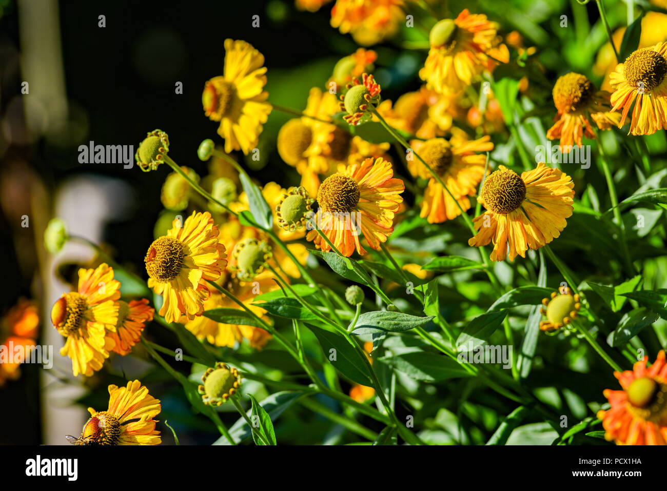 Yellow helenium blooming on the summer field Stock Photo - Alamy
