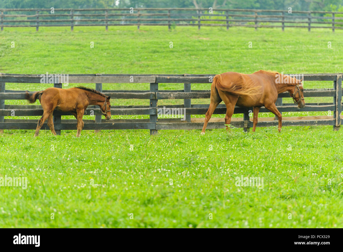 Mare with colt hi-res stock photography and images - Alamy