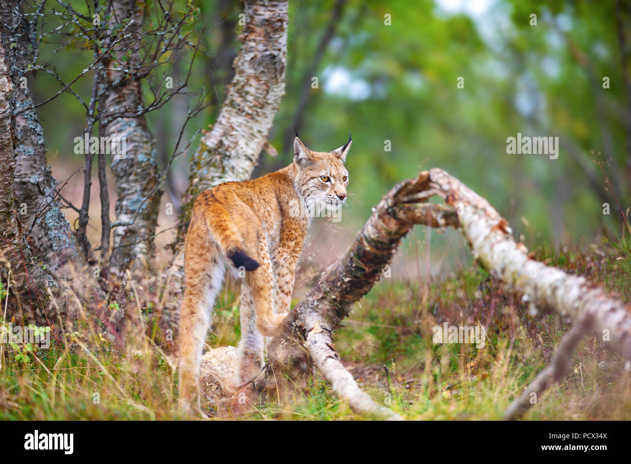 Lynx flower hi-res stock photography and images - Alamy
