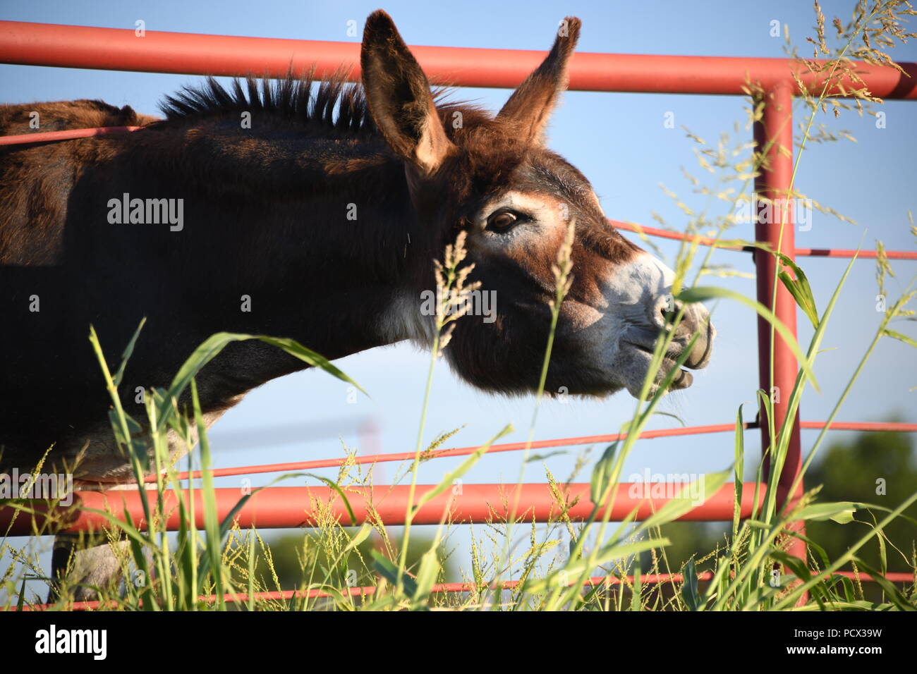 Donkey eating hi-res stock photography and images - Alamy