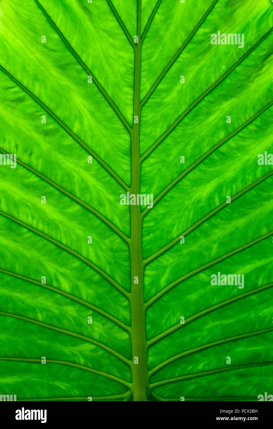 Abstract leaf hi-res stock photography and images - Alamy