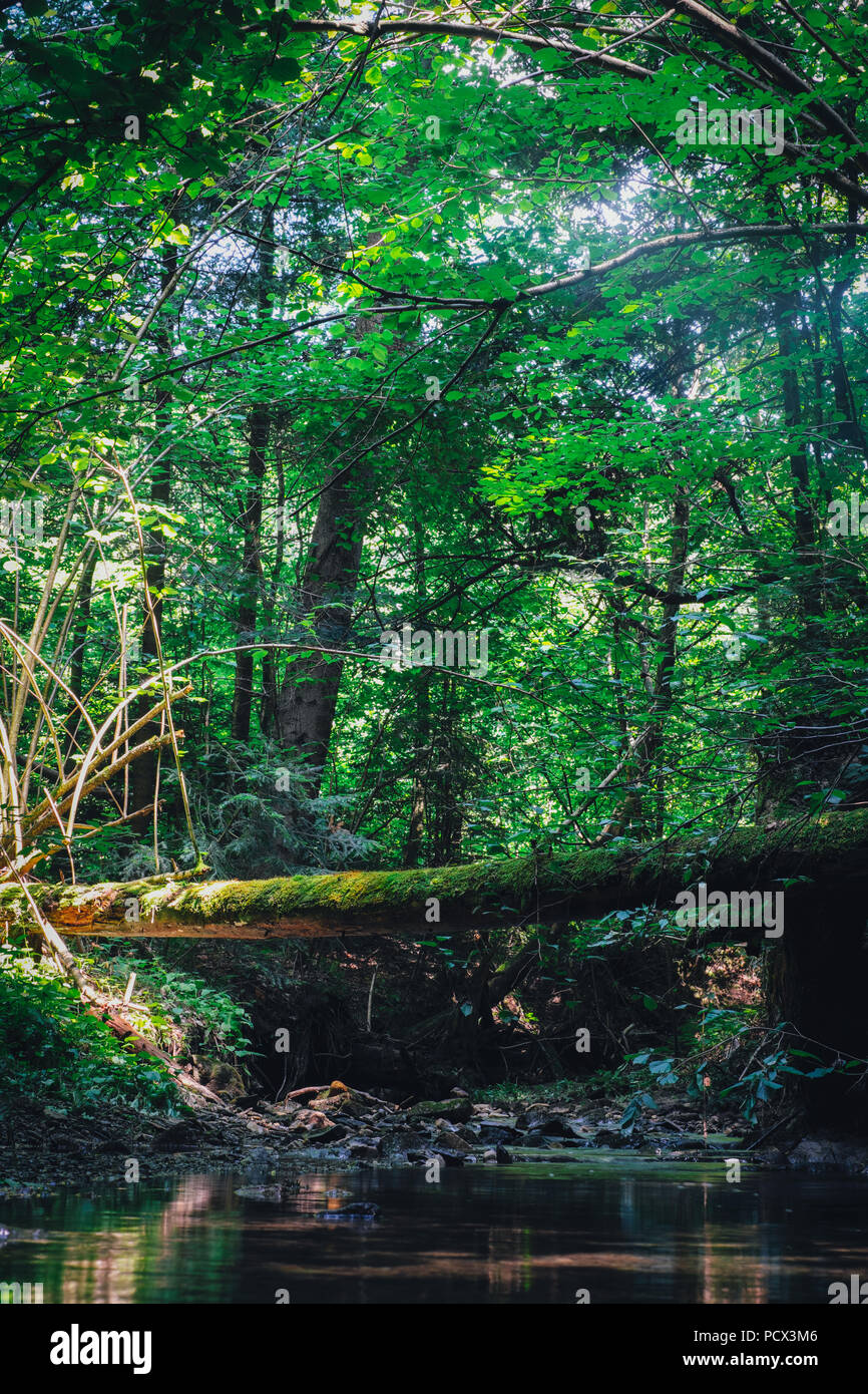Tree log like a bridge above the river Stock Photo - Alamy