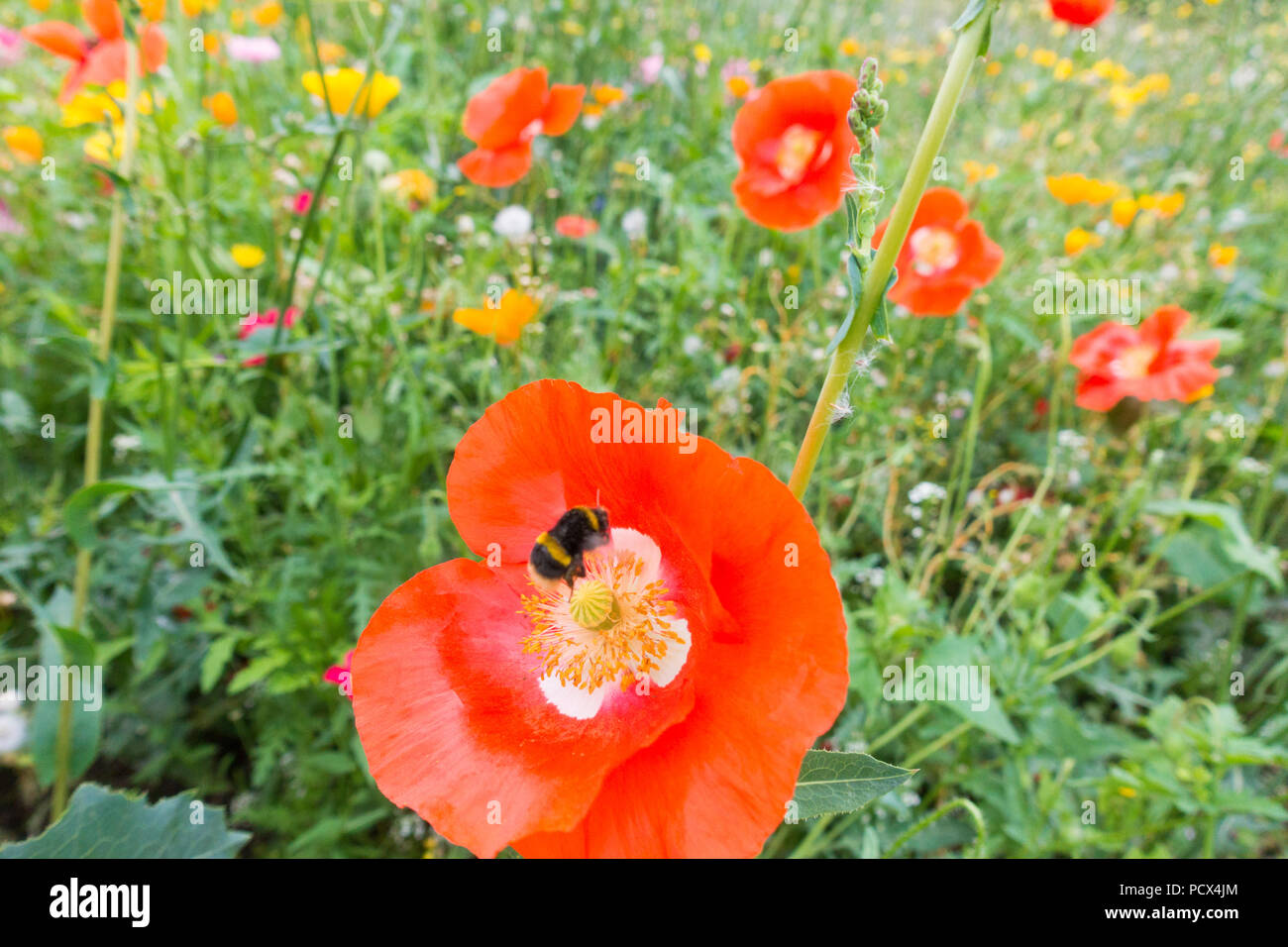 Bee on Poppy in wildflower meadow. UK Stock Photo - Alamy