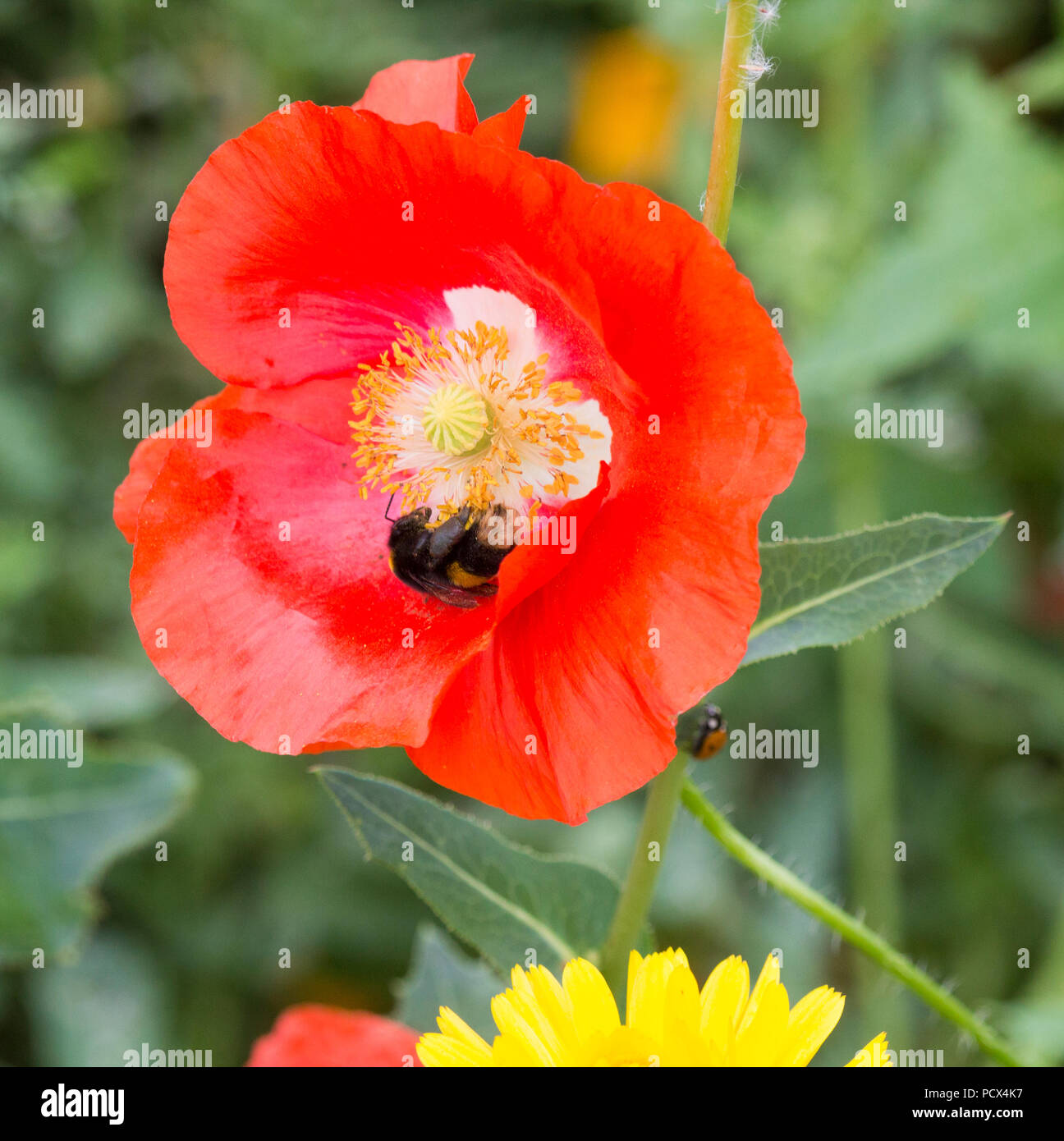 Billingham, England. United Kingdom. 4th August, 2018. UK weather: Bees ...
