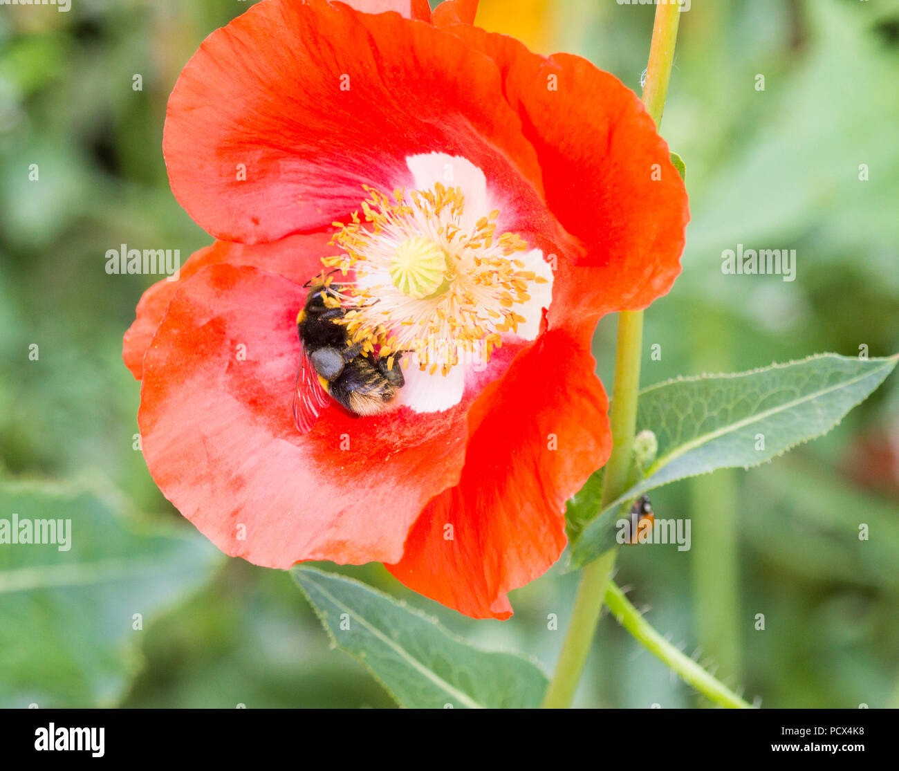 North east england insects hi-res stock photography and images - Alamy
