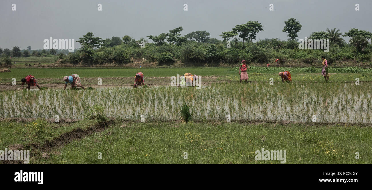 (180804) -- KOLKATA, Aug. 4, 2018 (Xinhua) -- Farmers plant paddy ...