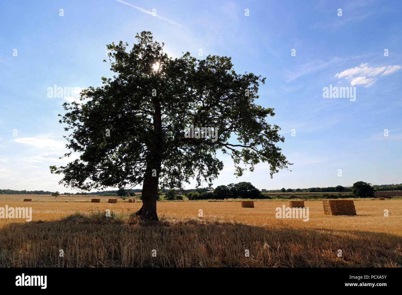 Chessington Surrey England UK. 4th August 2018. The sun shines through ...