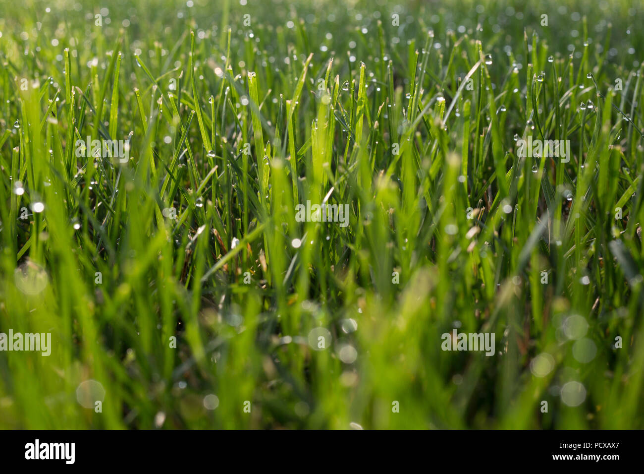 Detroit, Michigan, 4 Aug 2018. Dew on grass early morning in Detroit ...