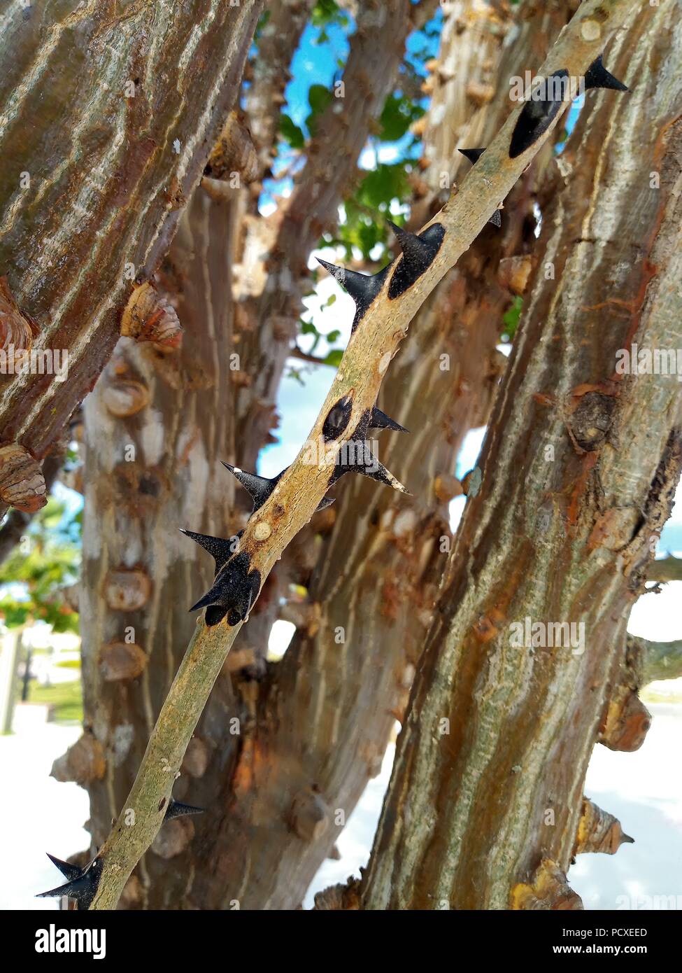 Black thorns hi-res stock photography and images - Alamy
