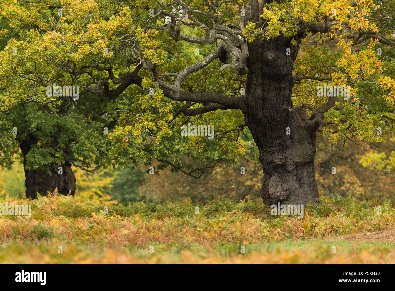 Autumn oak trees Stock Photo - Alamy
