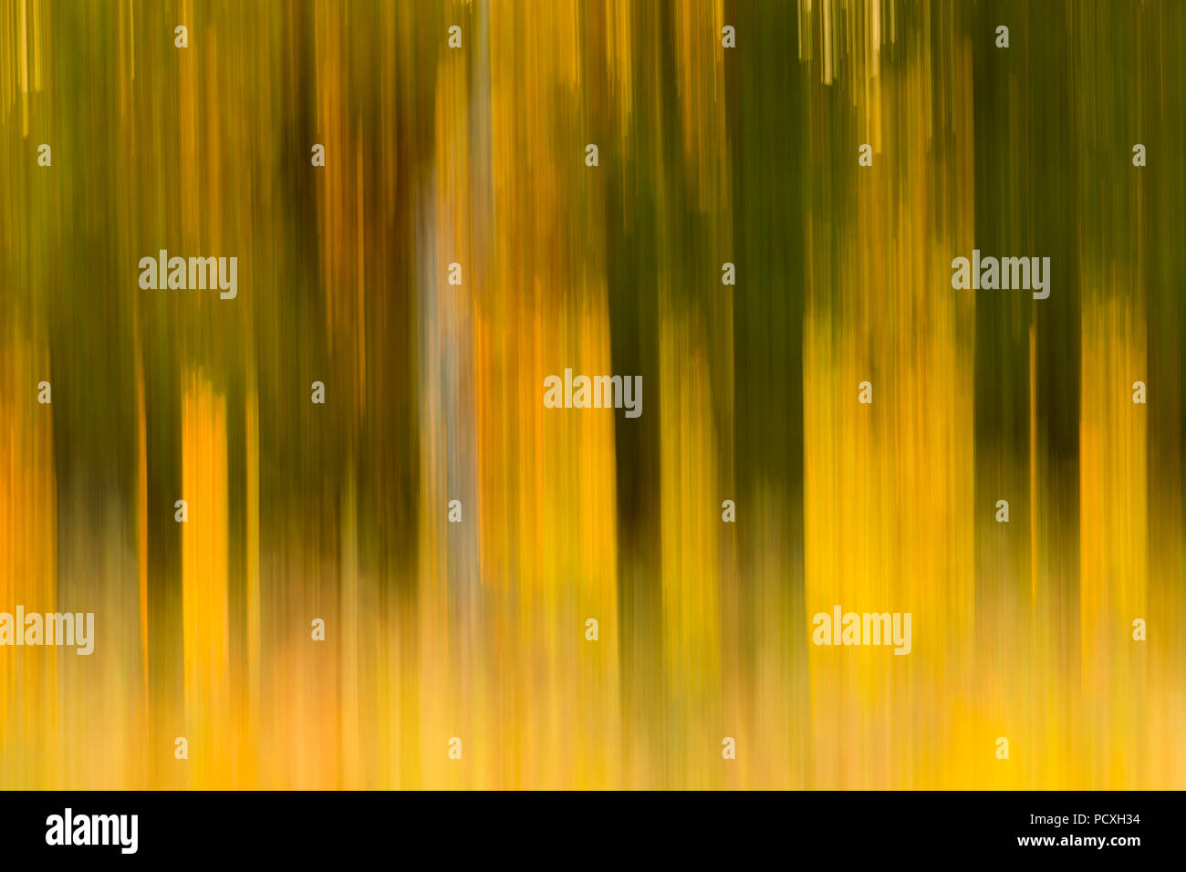 Abstract trees hi-res stock photography and images - Alamy