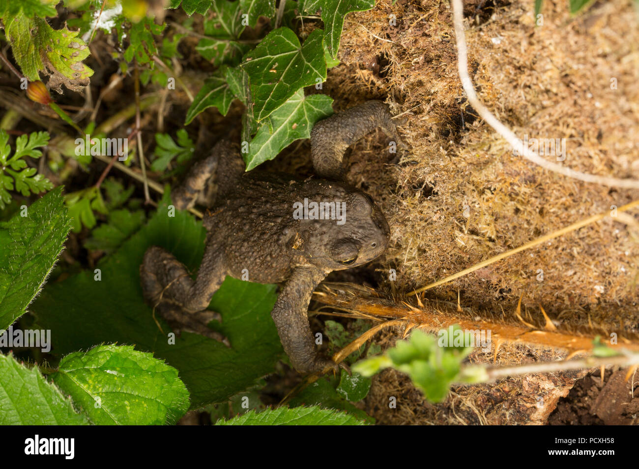 A common toad, Bufo bufo, photographed at night on an old rotten tree ...
