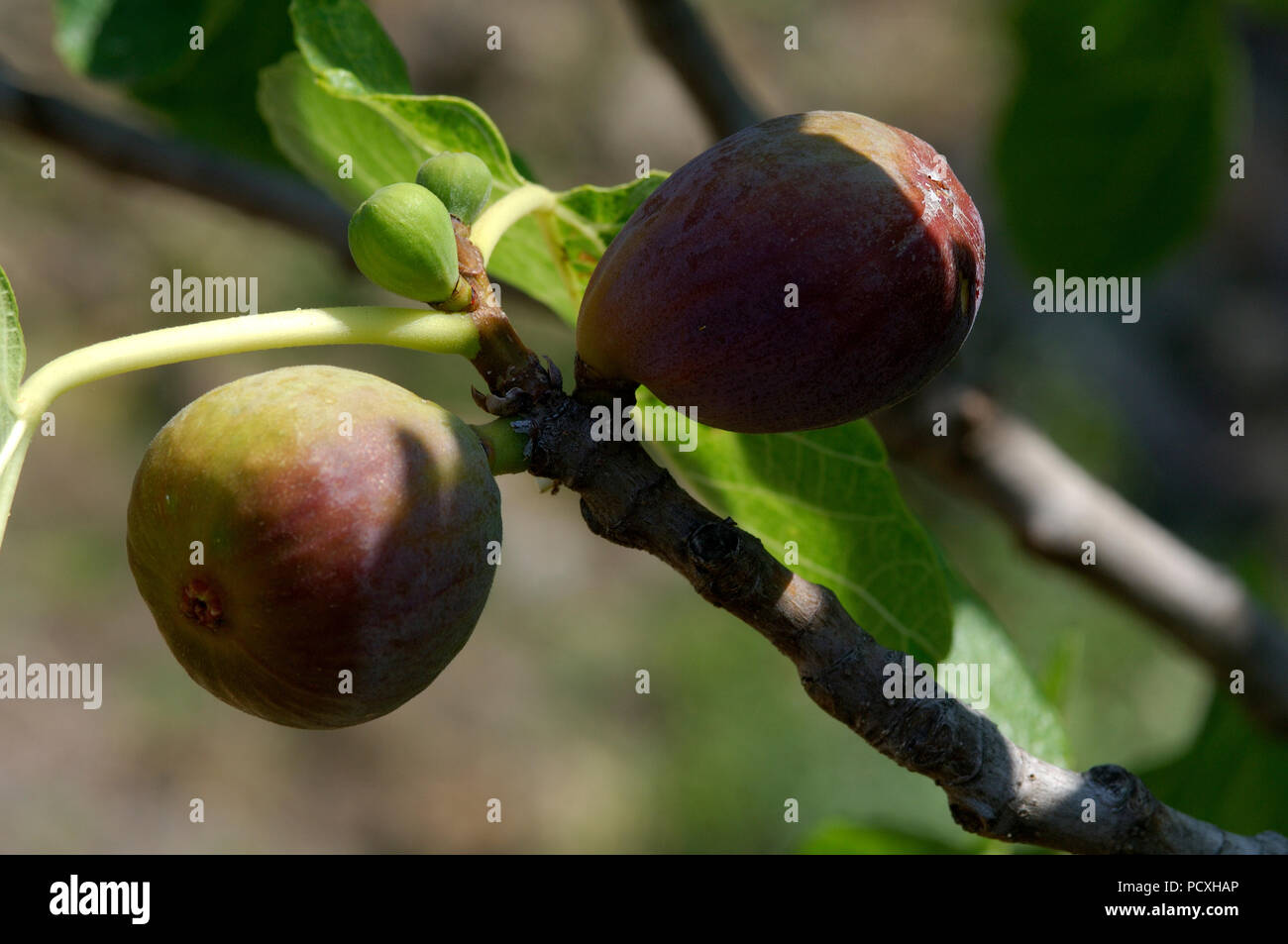 Fig ripening - Ficus carica - Southern France Figue comestible Stock ...