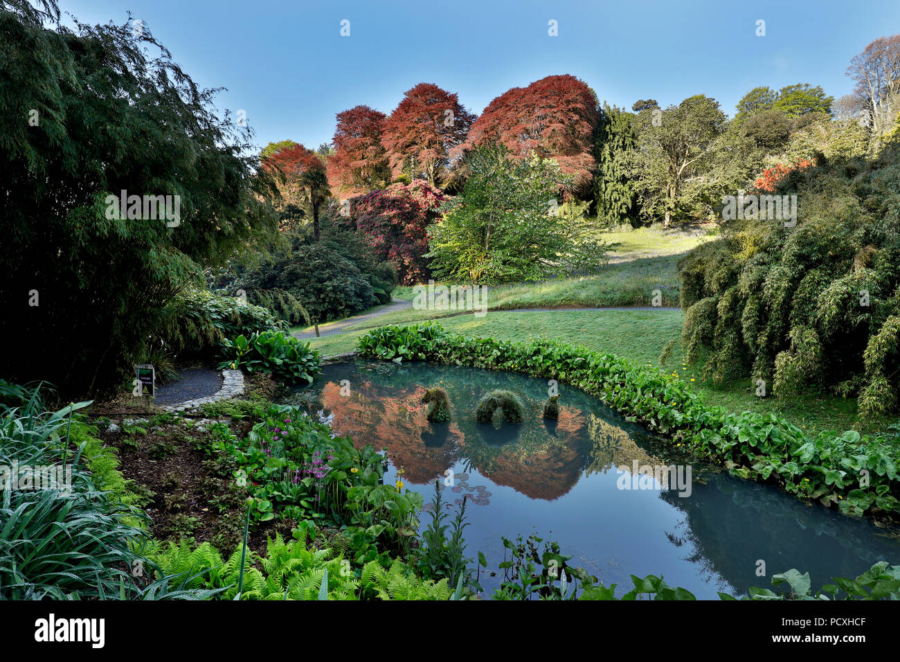 Trebah Garden; Spring; Cornwall UK Stock Photo - Alamy