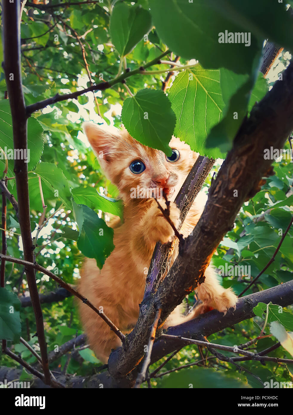 Cat Behind The Tree