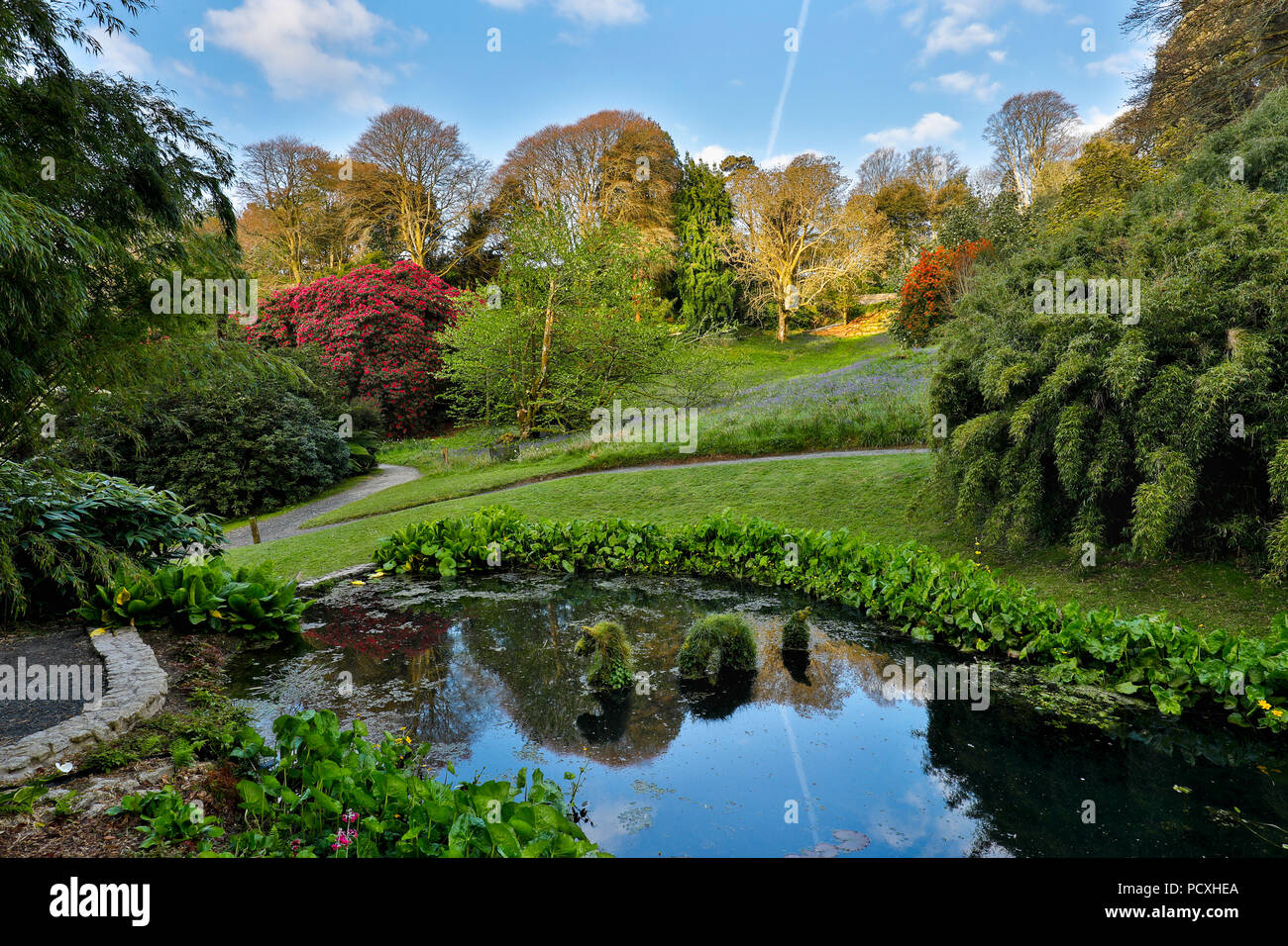 Trebah Garden; Spring; Cornwall; UK Stock Photo - Alamy