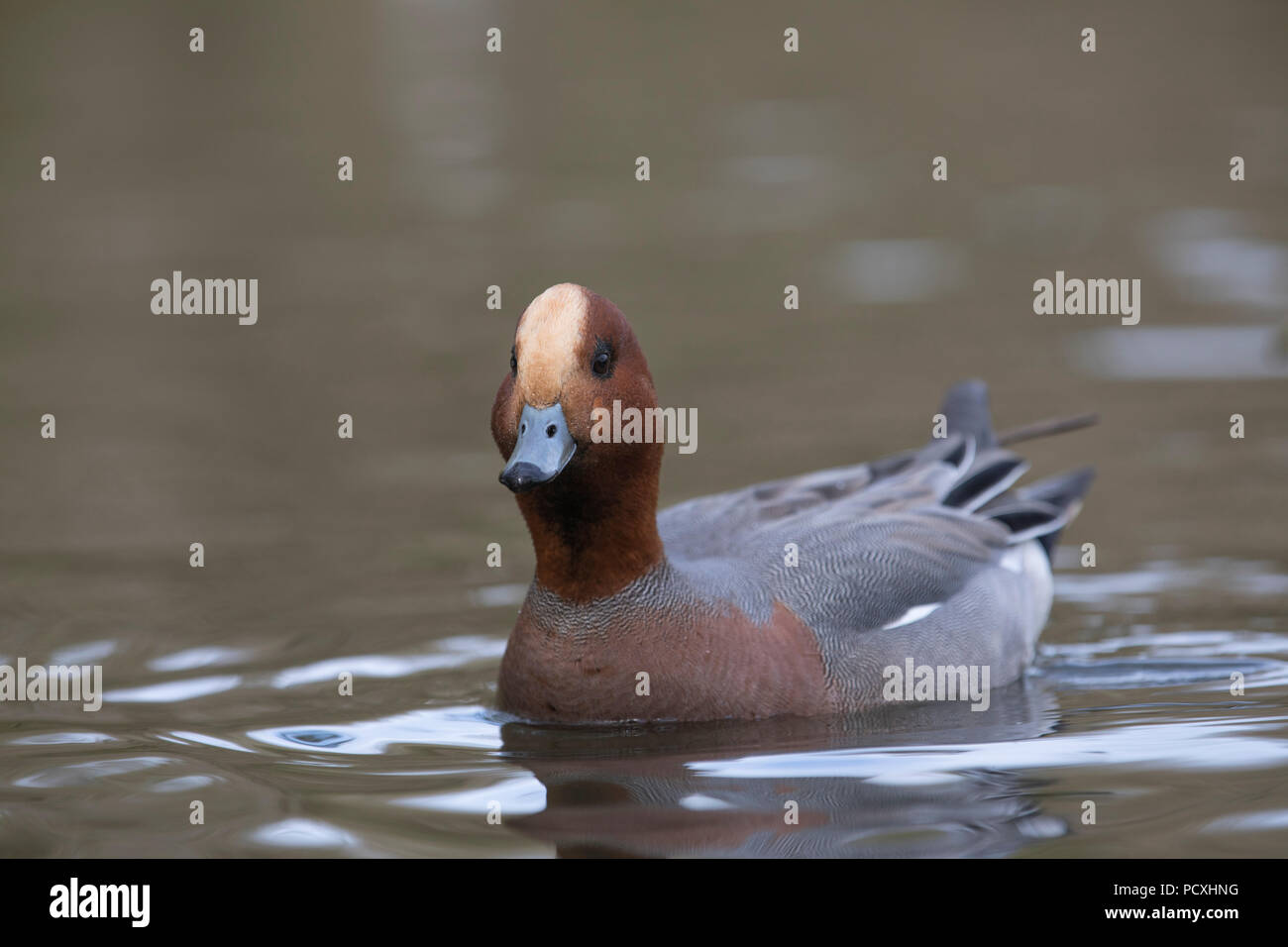 Wigeon duck uk hi-res stock photography and images - Alamy
