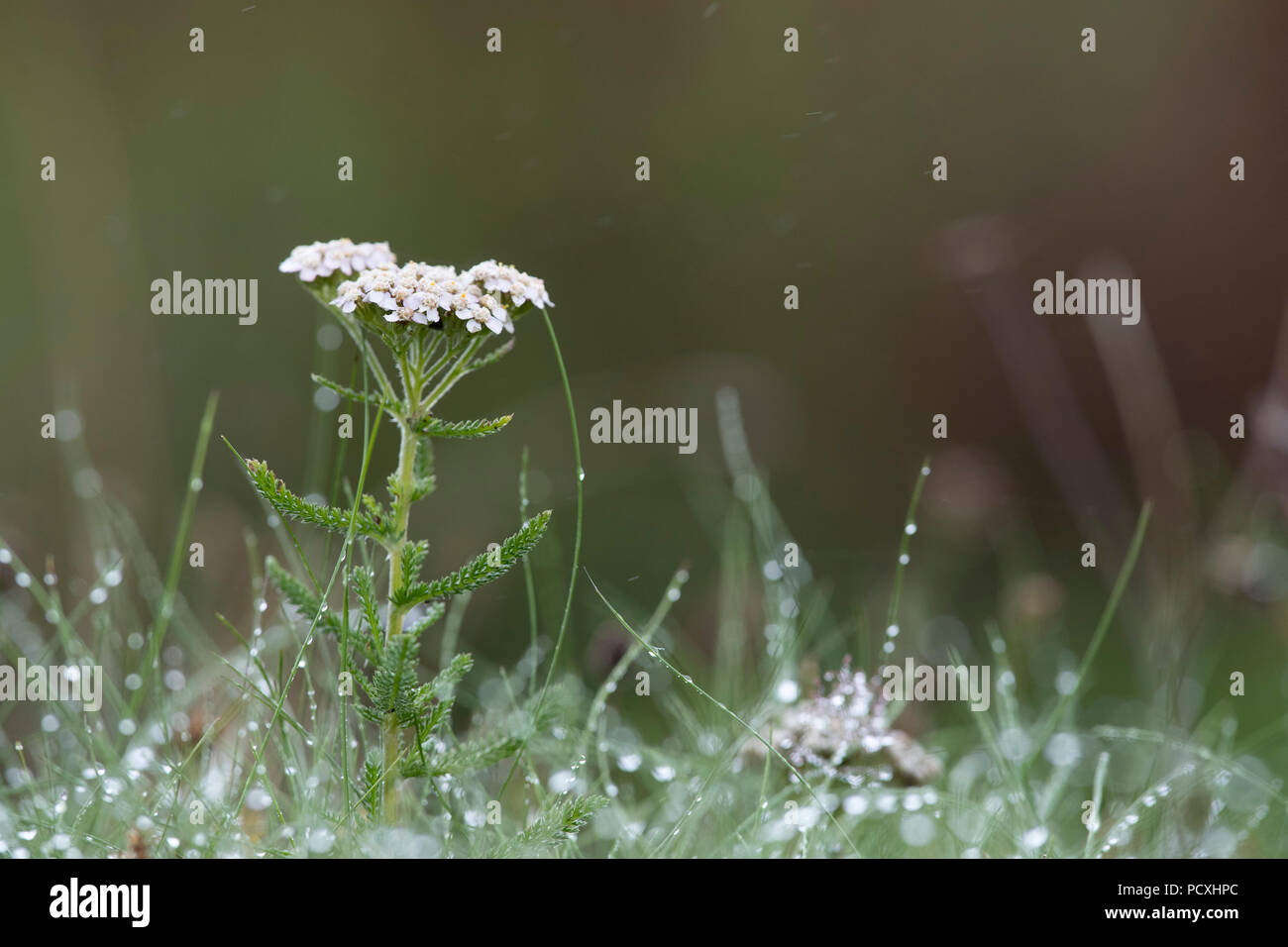 Scilly white plant hi-res stock photography and images - Alamy