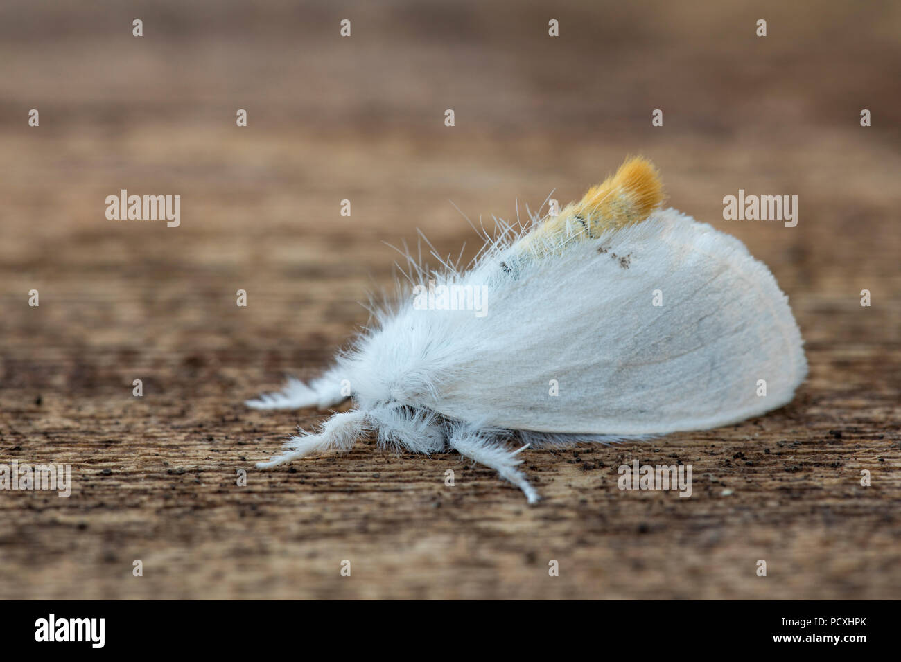 Yellow Tailed Moth; Euproctis similis Single on Wood Cornwall; UK Stock ...