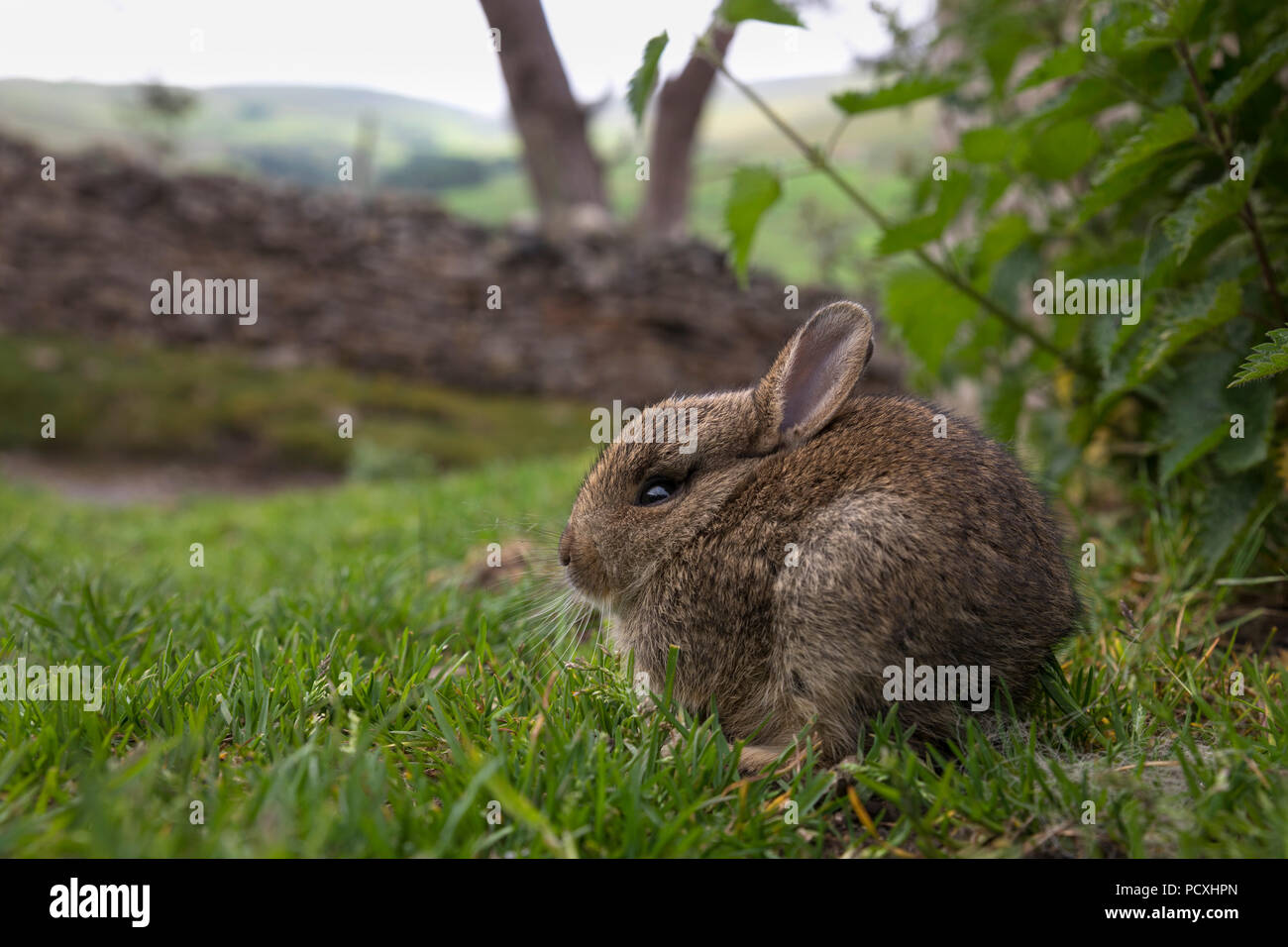 Rabbit young hi-res stock photography and images - Alamy