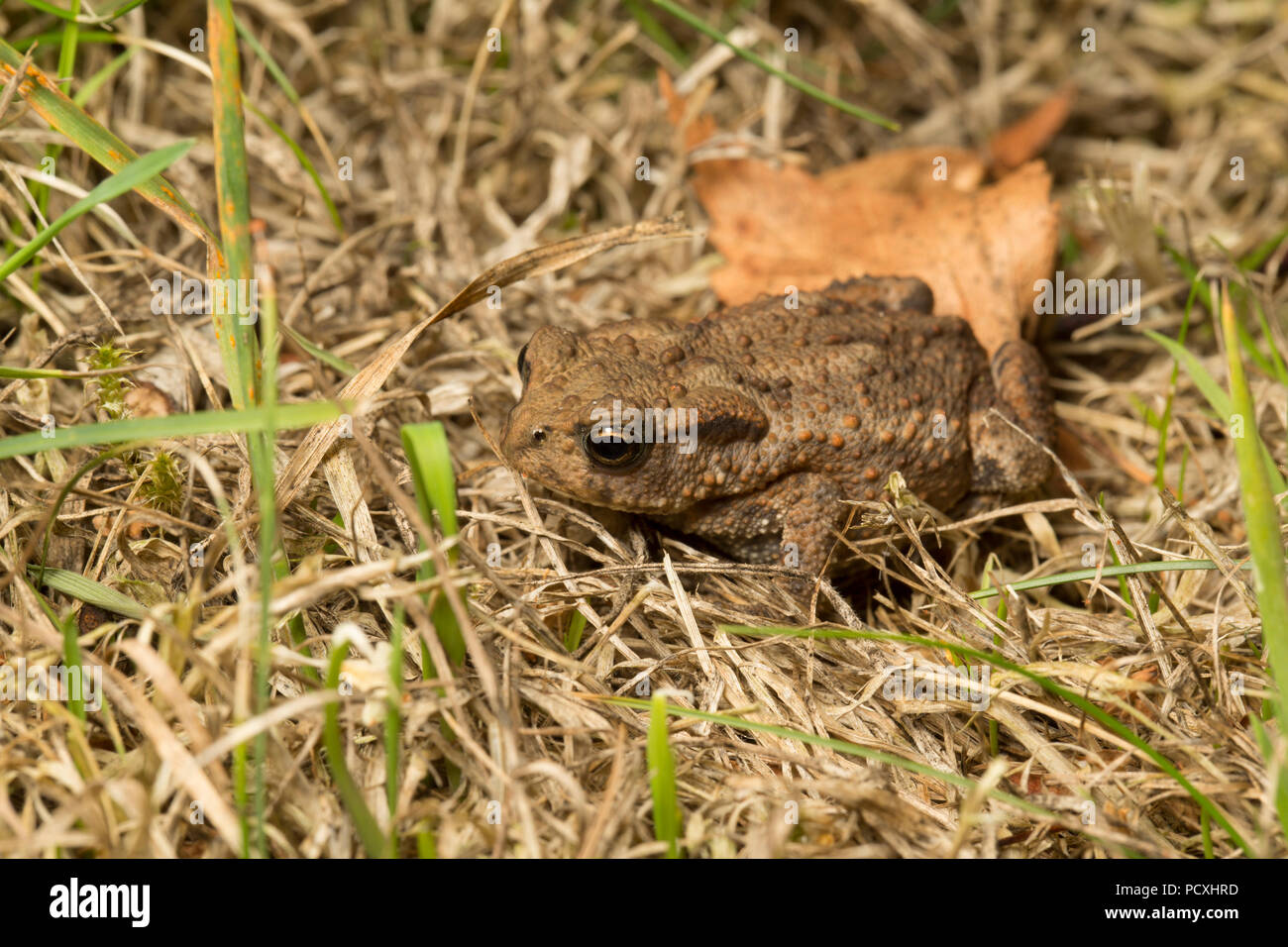 Tree toad uk hi-res stock photography and images - Alamy