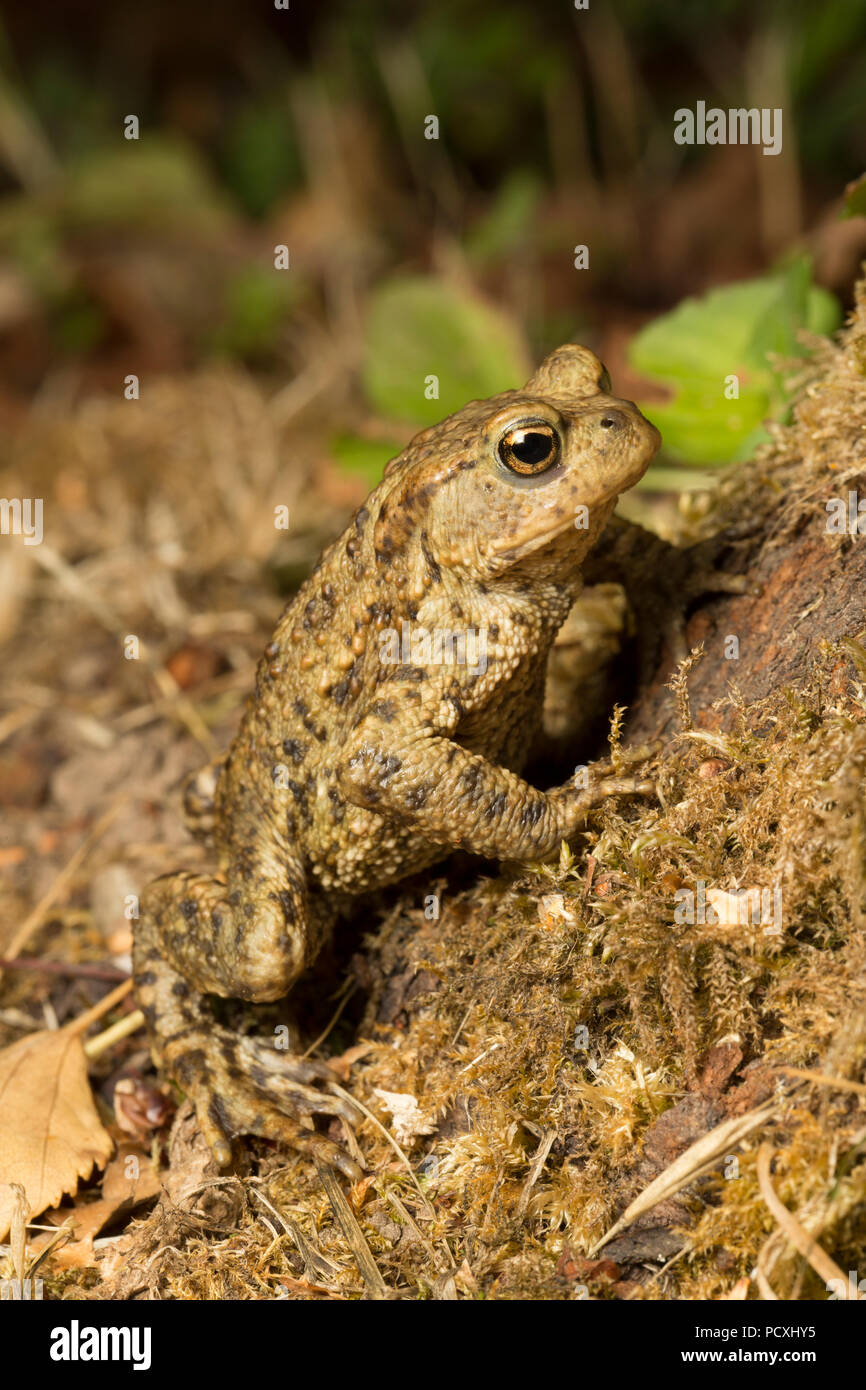 Toad At Night High Resolution Stock Photography and Images - Alamy