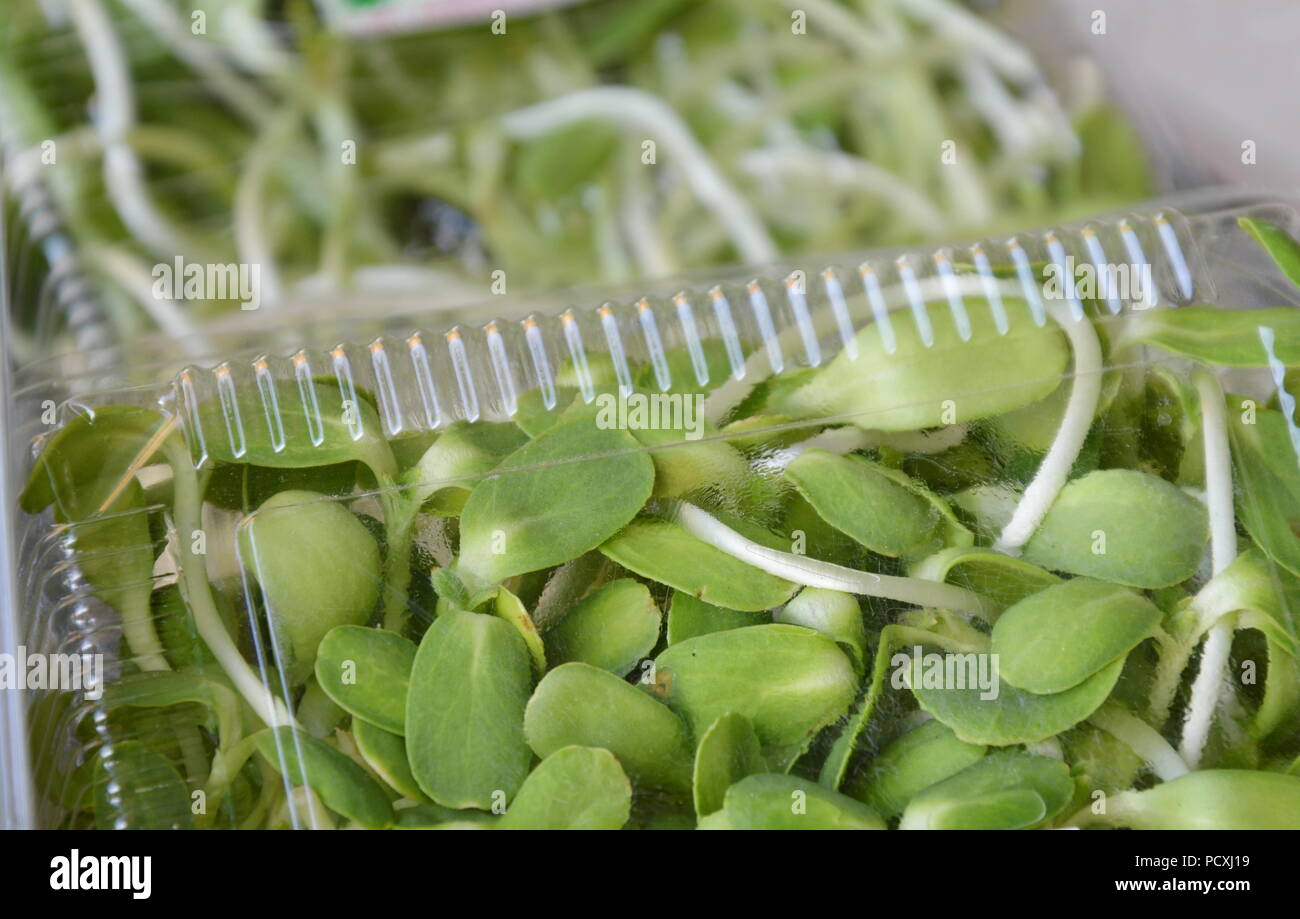 sunflower sprout packing in plastic tray for sale Stock Photo - Alamy