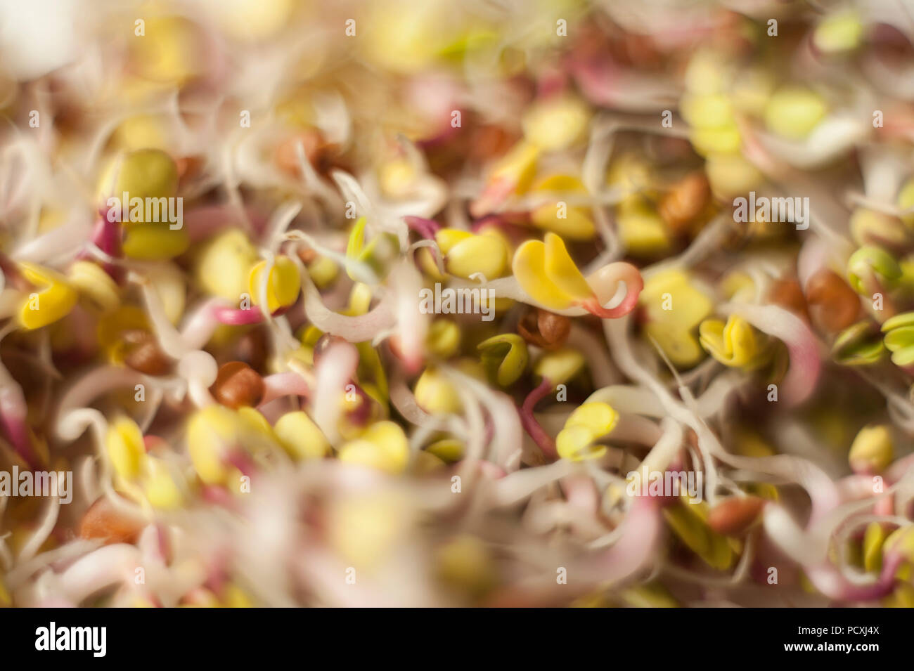 Soybean seedling hi-res stock photography and images - Alamy