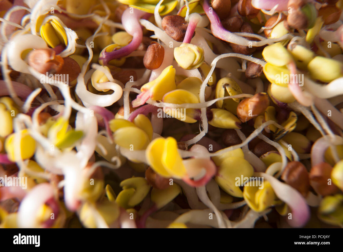 Soybean seedling hi-res stock photography and images - Alamy
