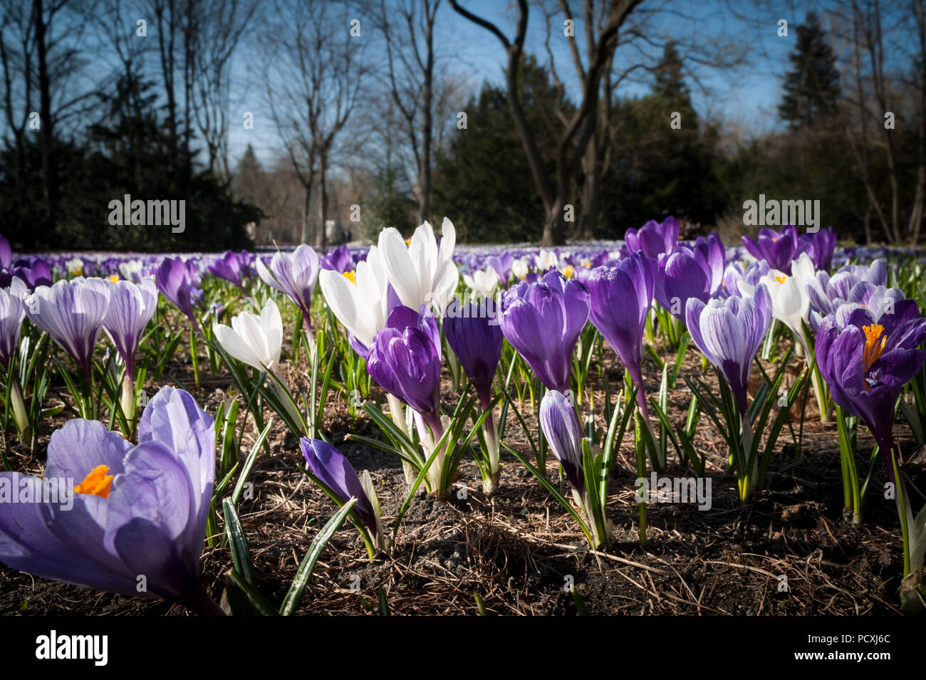 Crocuses in the field hi-res stock photography and images - Alamy