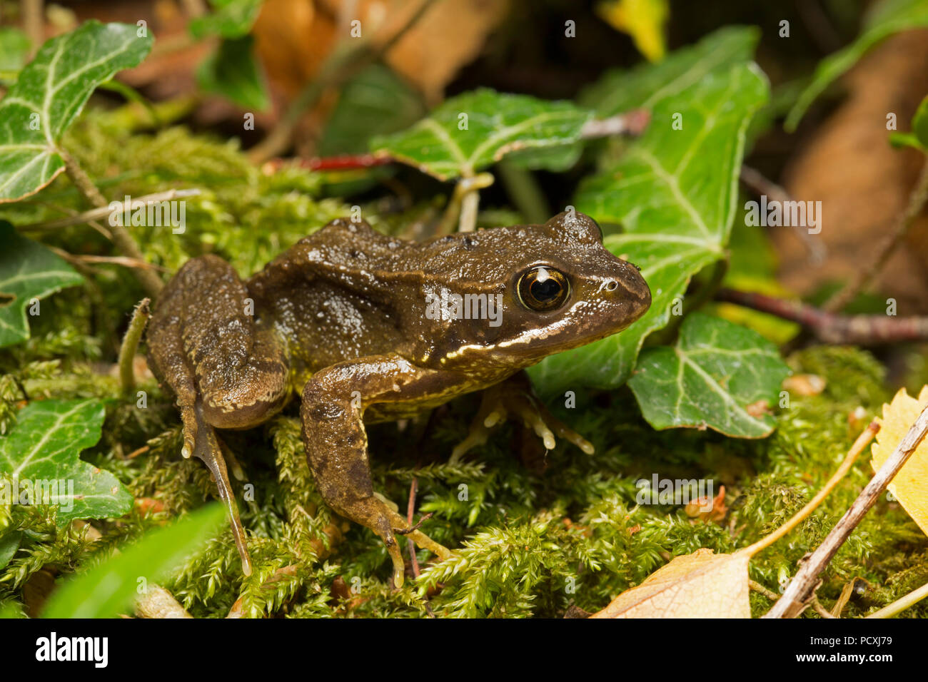 A common frog, Rana temporaria, photographed at night near ivy in a ...