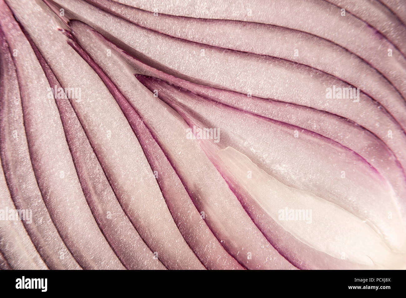 Onion detail hi-res stock photography and images - Alamy