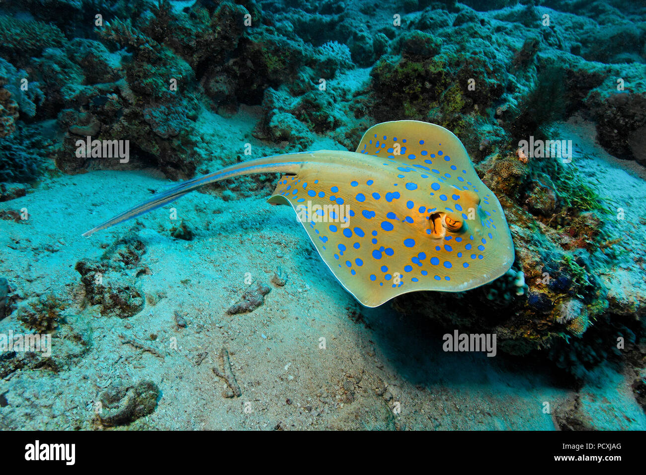 Blue spotted Stingray or Bluespotted ribbontail ray (Taeniura lymma ...