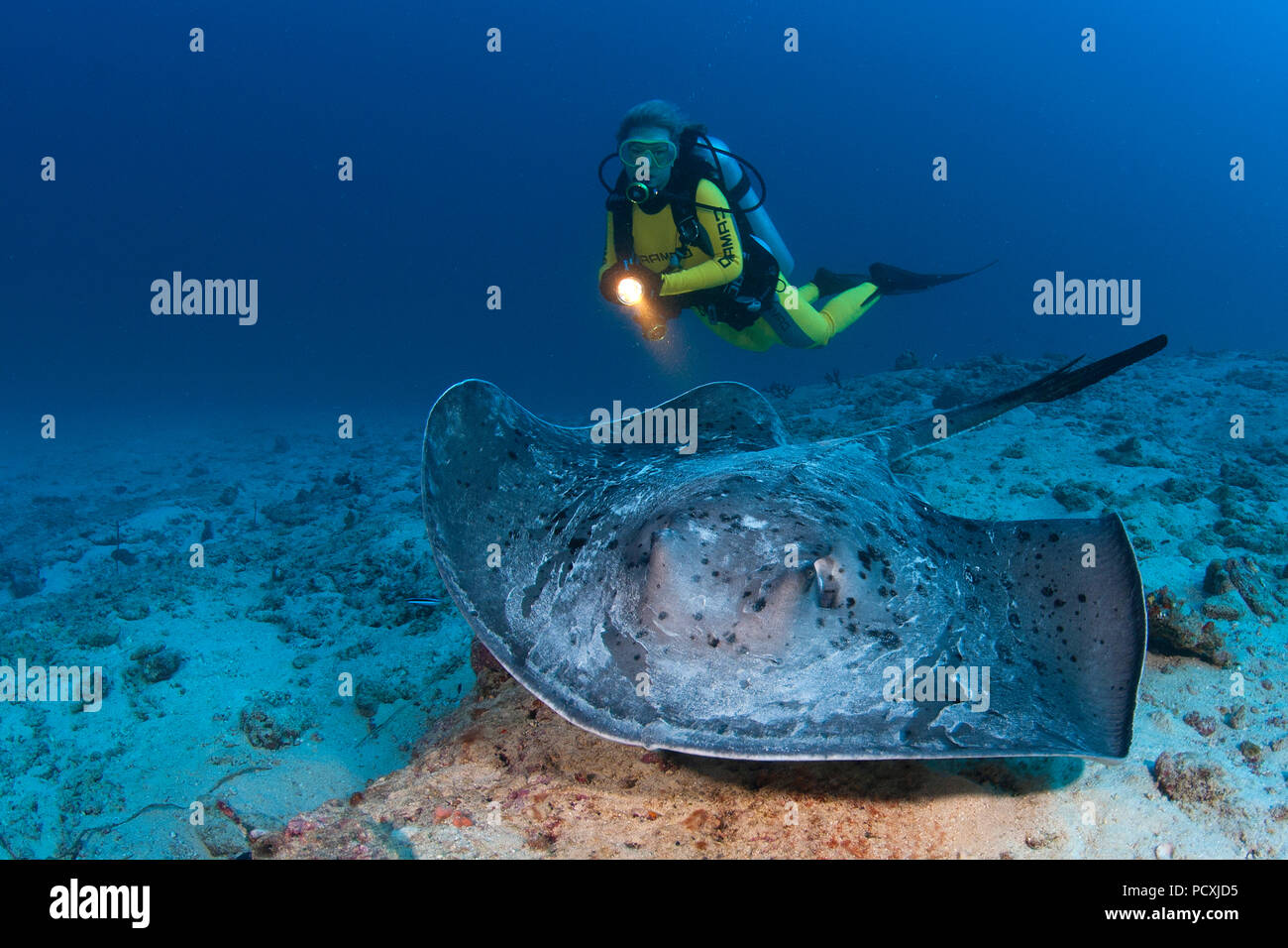 Scuba diver and Round ribbontail ray or Marbled stingray (Taeniura ...