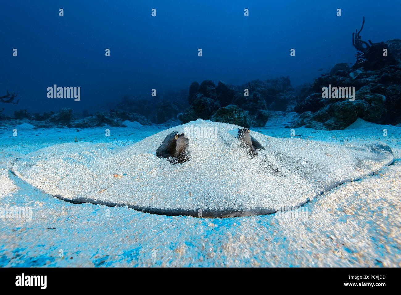 Dasyatis Americana Stock Photos & Dasyatis Americana Stock Images - Alamy