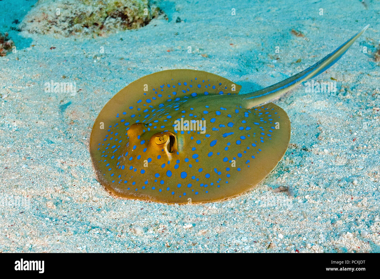 Stingray tail hi-res stock photography and images - Alamy